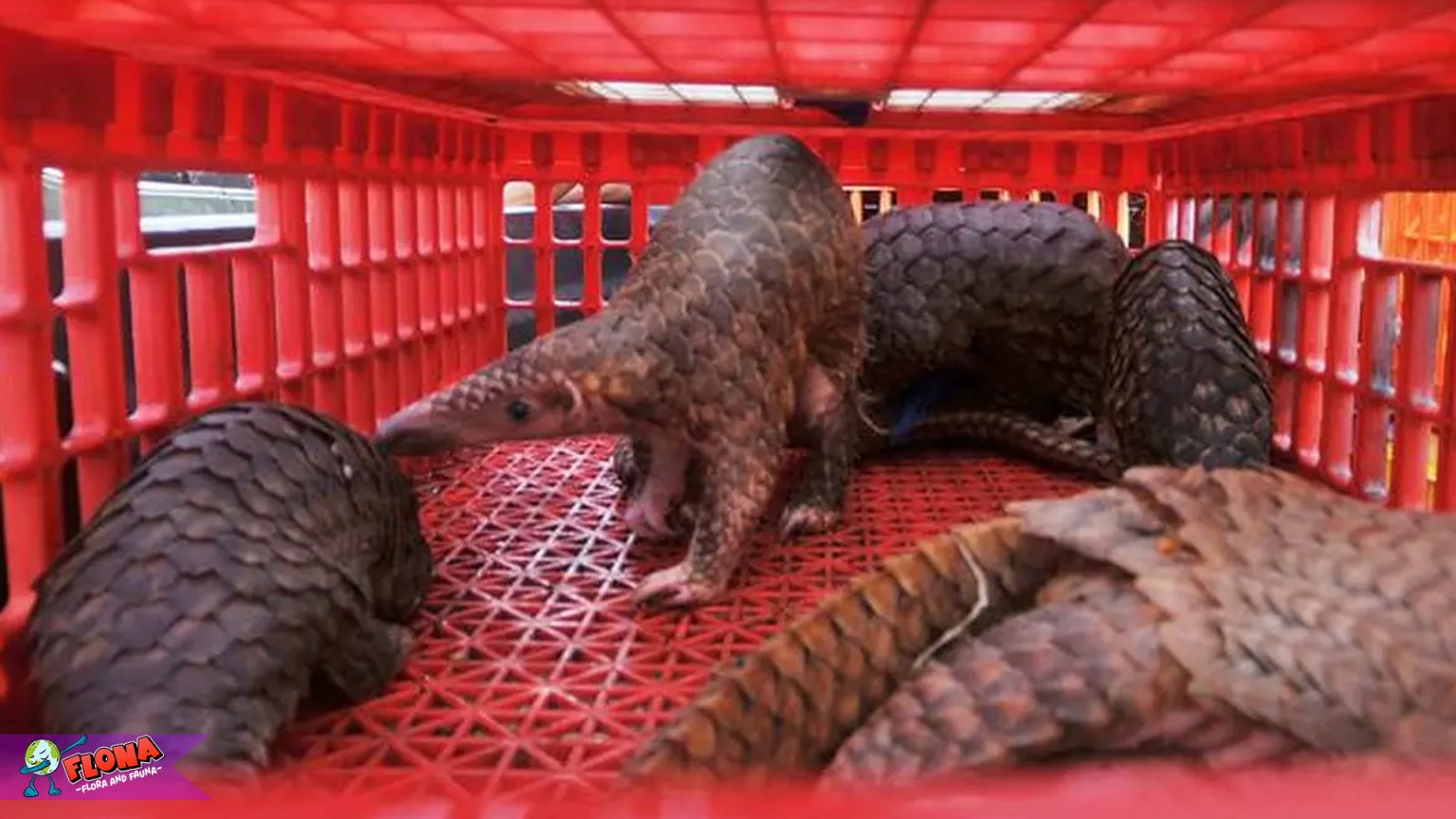 Mengenal Tenggiling: Penjaga Ekosistem yang Mulai Terancam