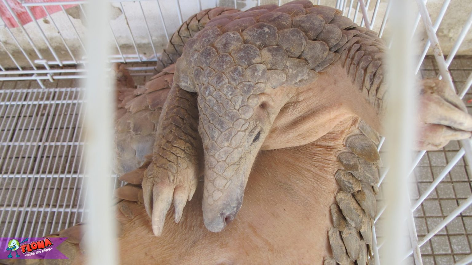 Mengenal Tenggiling: Penjaga Ekosistem yang Mulai Terancam