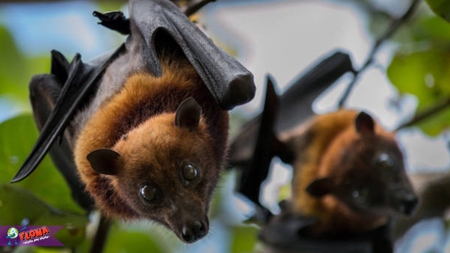 Codot di Tengah Tantangan: Ancaman dan Upaya Pelestariannya