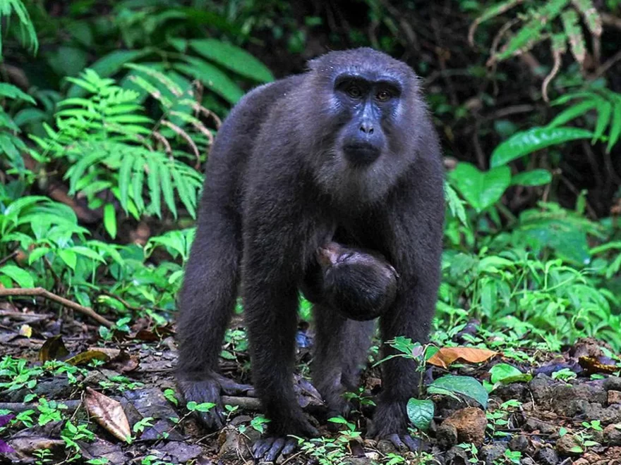 Monyet Darre Sajikan 5 Keunikan Tingkah Laku yang Mempesona